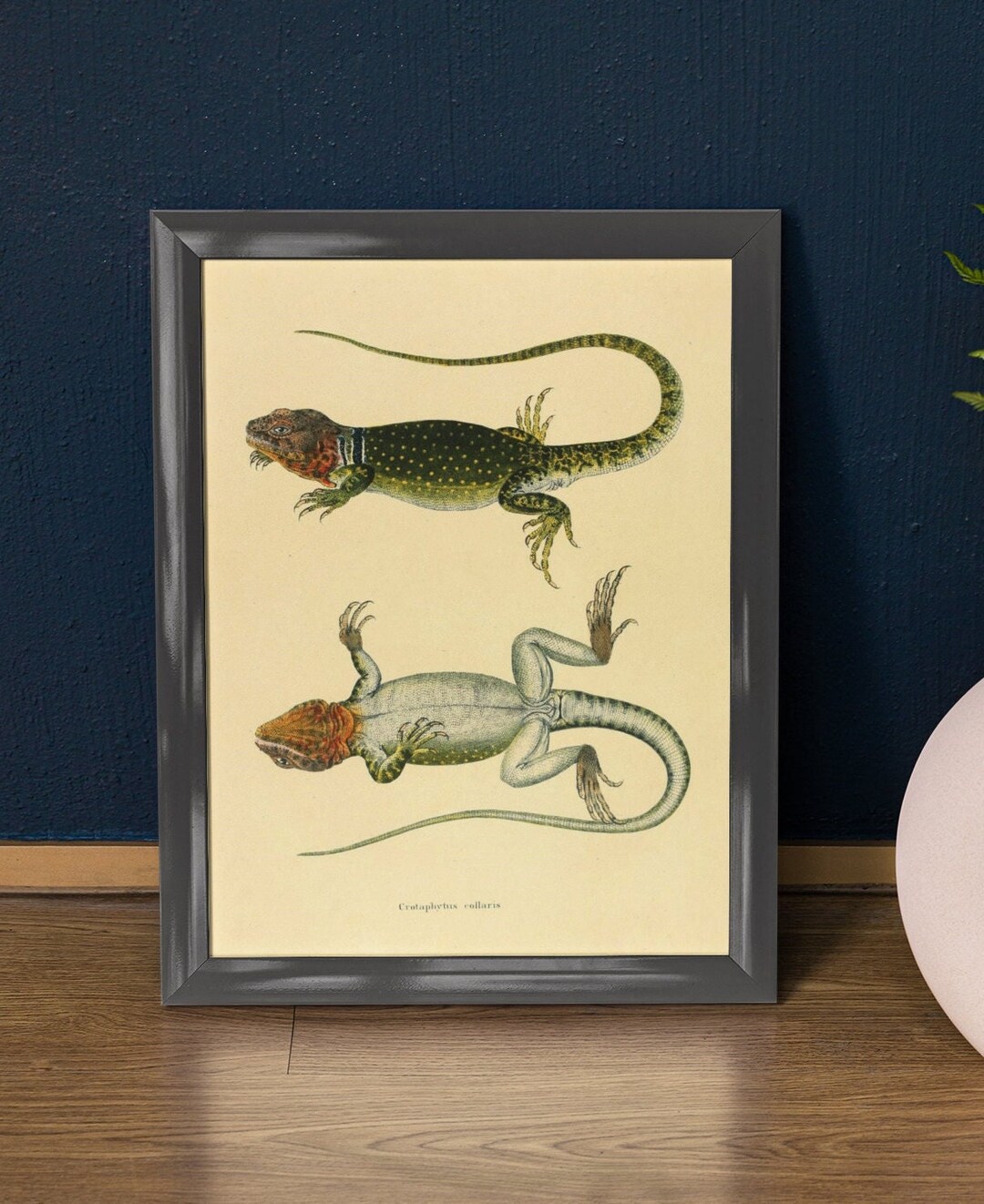 Lizard Poster, Reptile Lover Gift, Vintage Science Animal Illustration ...