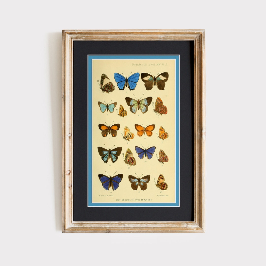 Vintage Biological Butterfly Illustration, Antique Science Nature Print ...