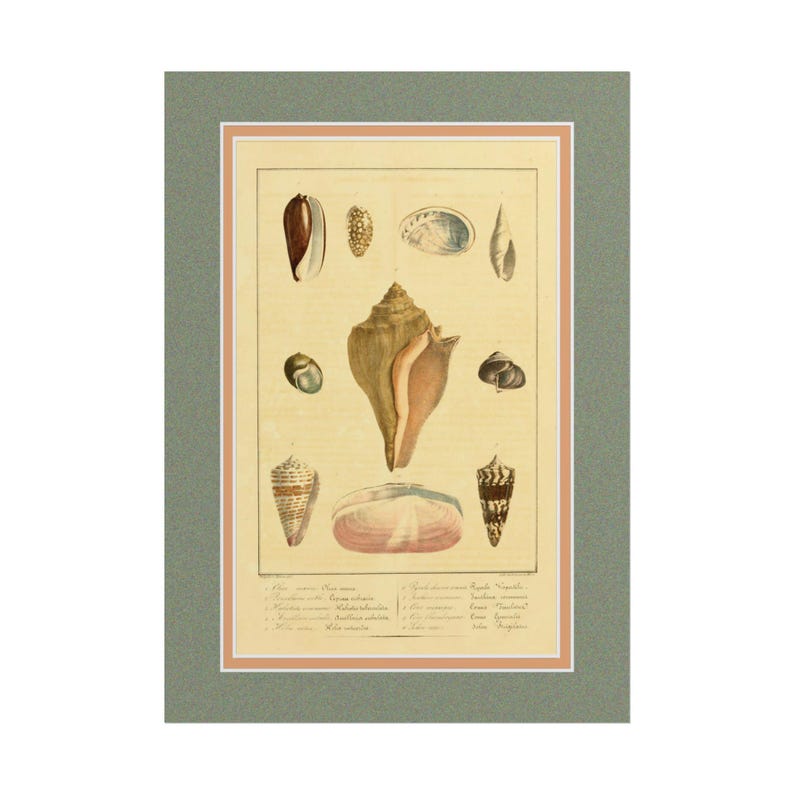 Vintage Biological Shell Illustration, Seashells Science Country Wall ...