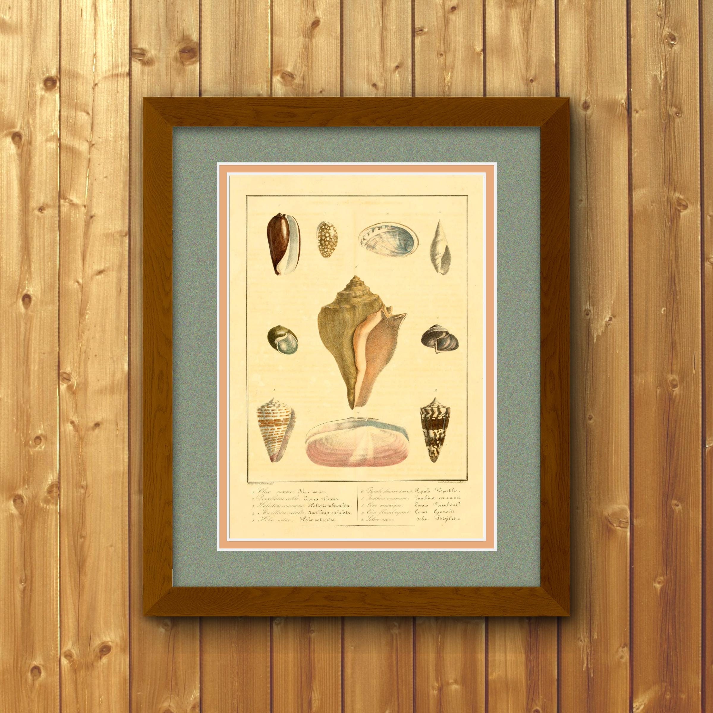 Vintage Biological Shell Illustration, Seashells Science Country Wall ...