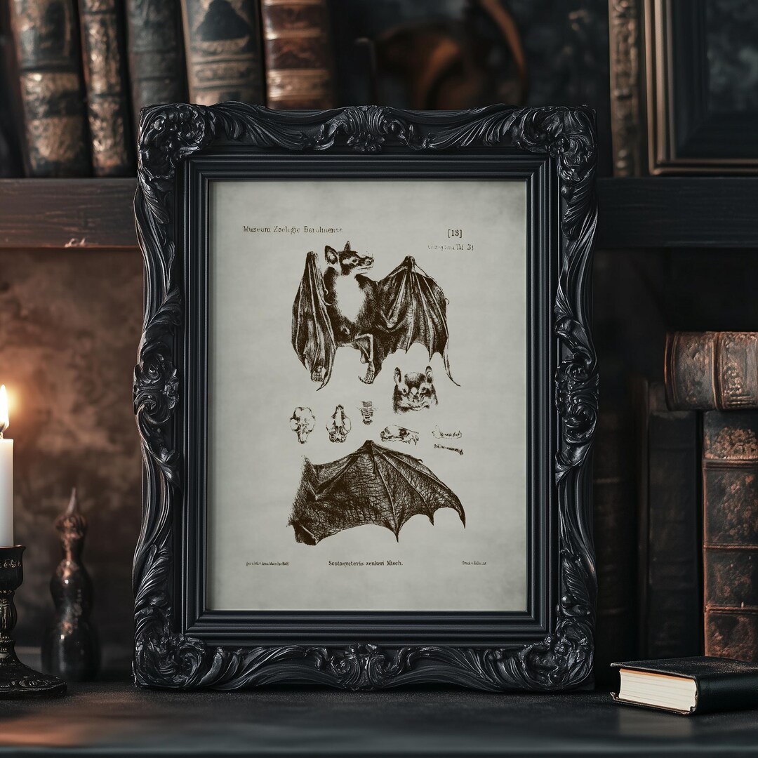 Dark Academia Scary Bat Picture, Creepy Vintage Print, Scientific ...