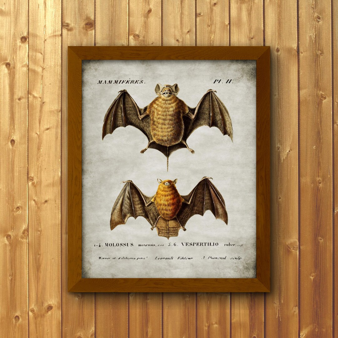 Creepy Vintage Bat Print, 1800s Scientific Animal Illustration Wall Art ...