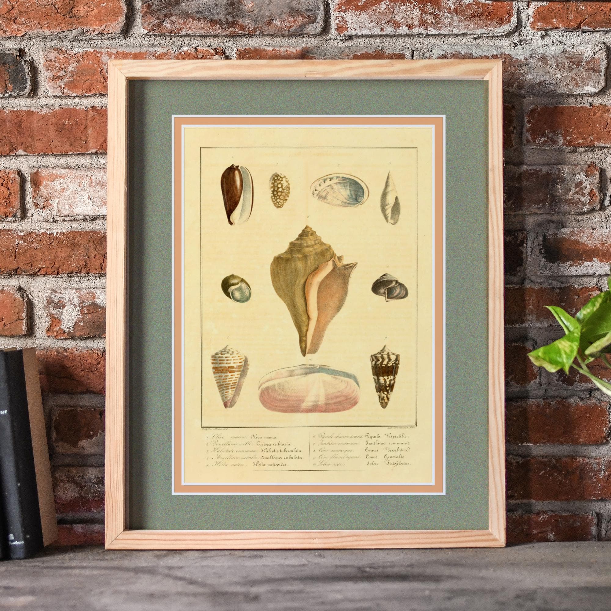 Vintage Biological Shell Illustration, Seashells Science Country Wall ...
