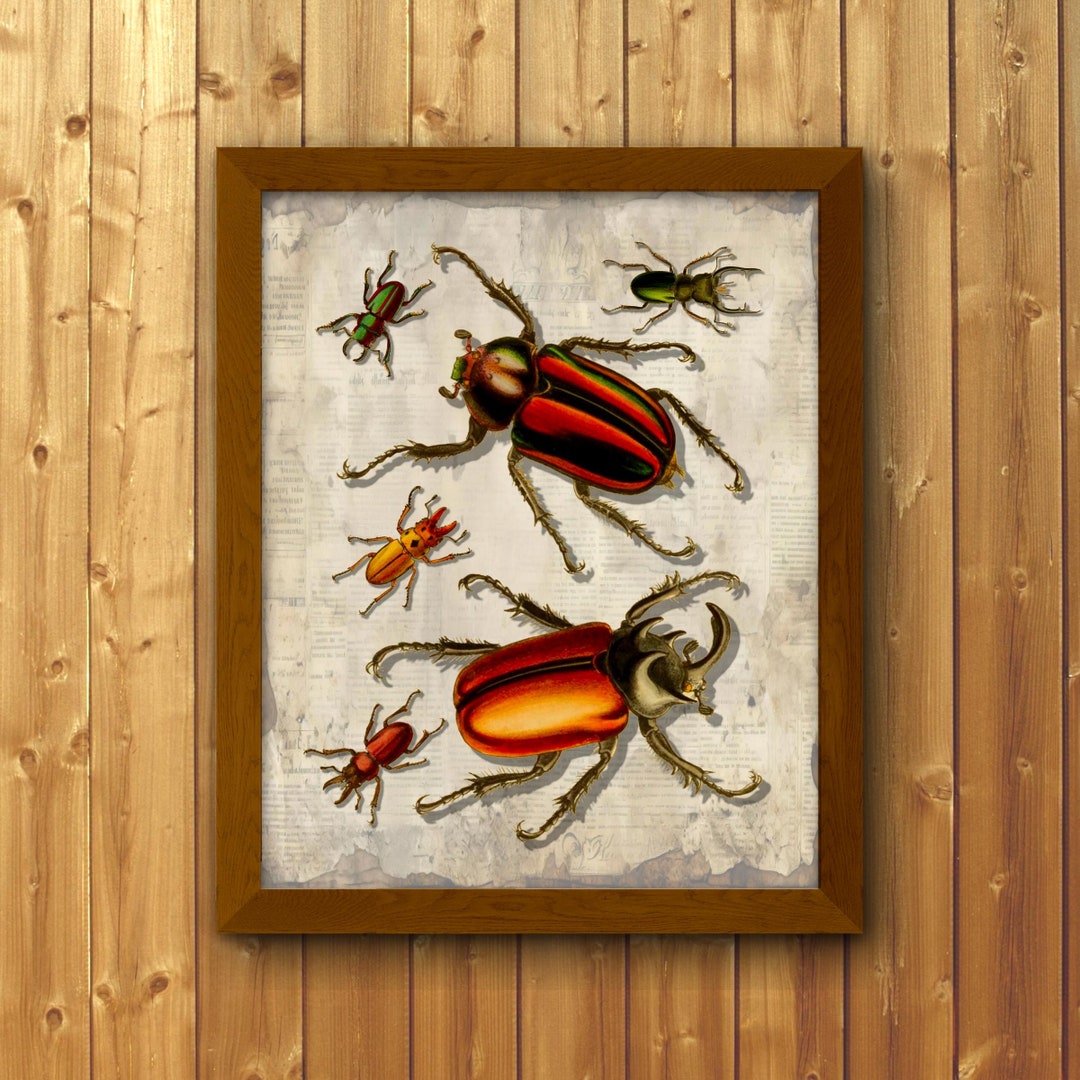 Vintage Biological Insect Illustration, Antique Science Nature Print ...