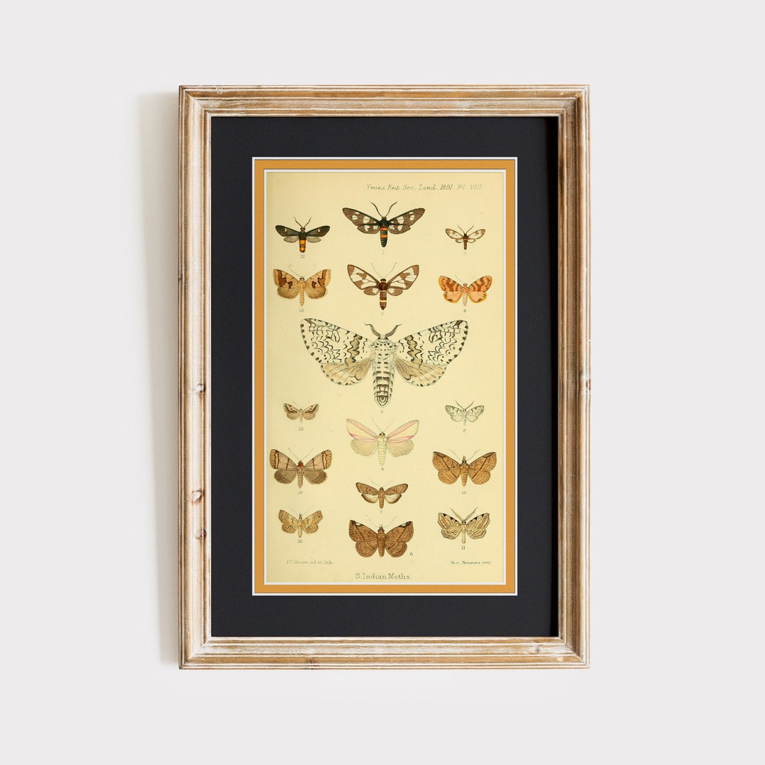 Vintage Biological Butterfly Illustration, Antique Science Nature Print ...