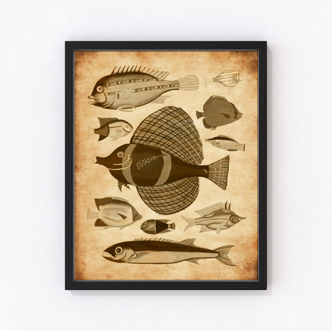Vintage Biological Fish Illustration, Neutral French Nautical Wall ...