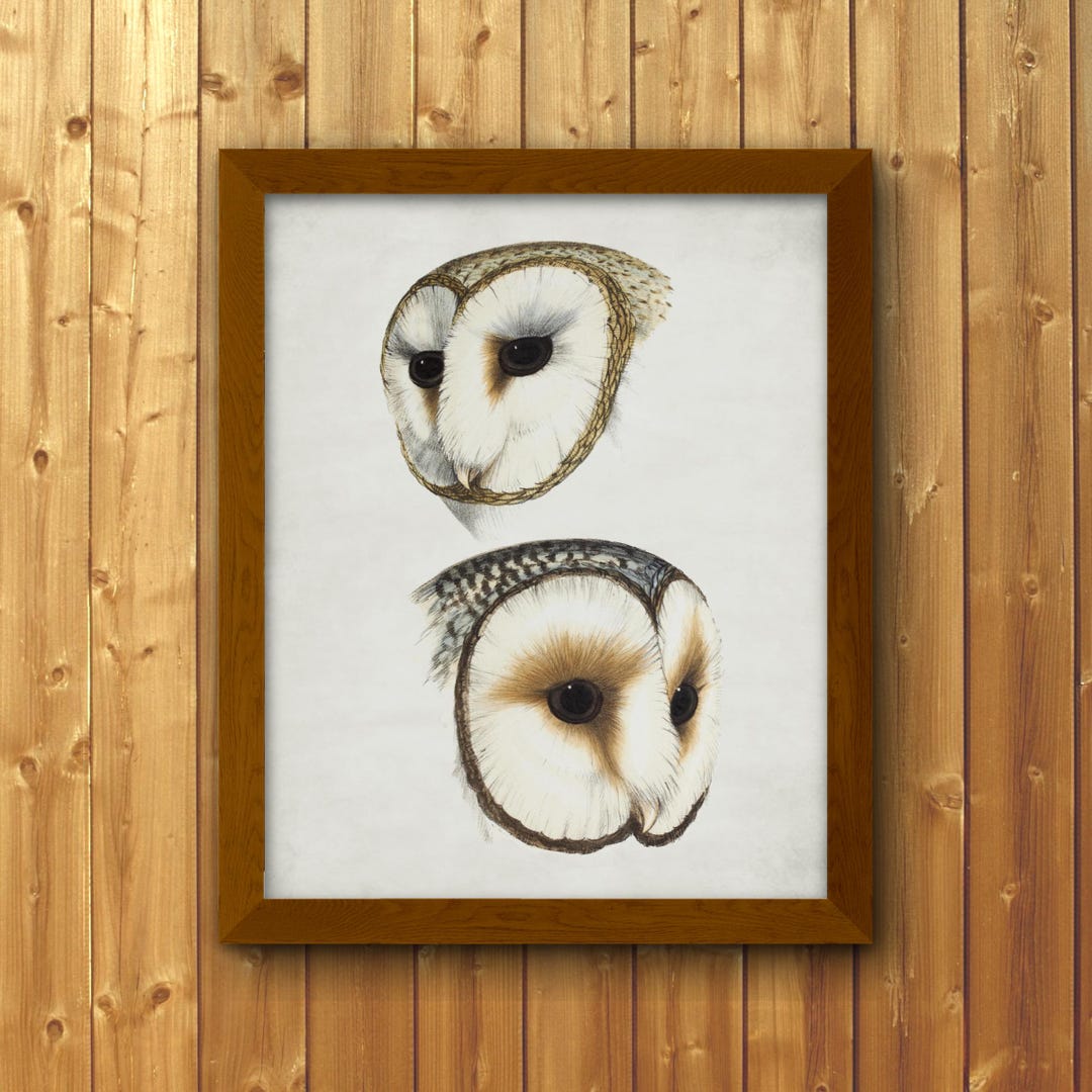 Beautiful Vintage Owl Reproduction Print, Scientific Wild Bird Wall Art ...