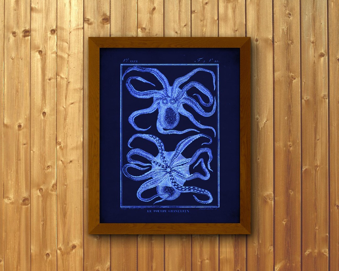 Vintage Science Squid Print, Biological Blueprint Octopus Illustration ...