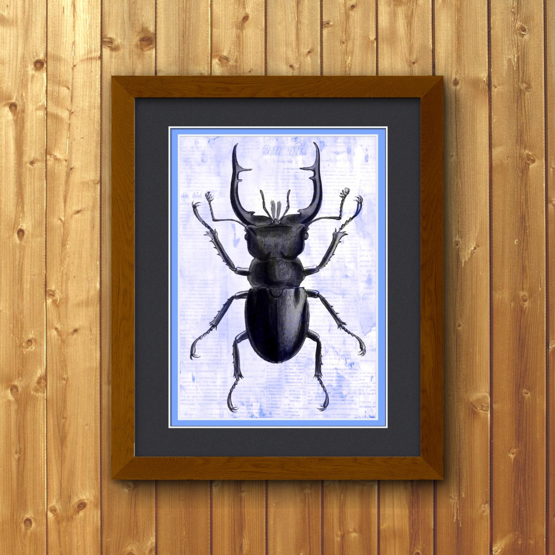 Vintage Biological Insect Illustration, Farmhouse Bug Wall Art, Faux ...