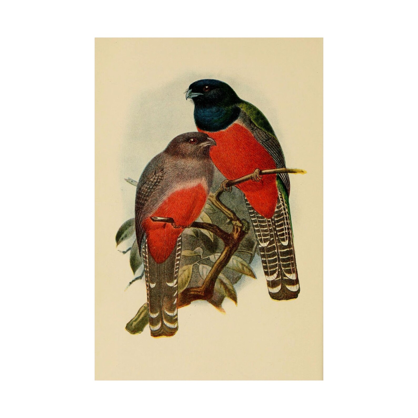Vintage Bird Print, Bird Lover Gift, Bird Wall Art, Nature Illustration ...