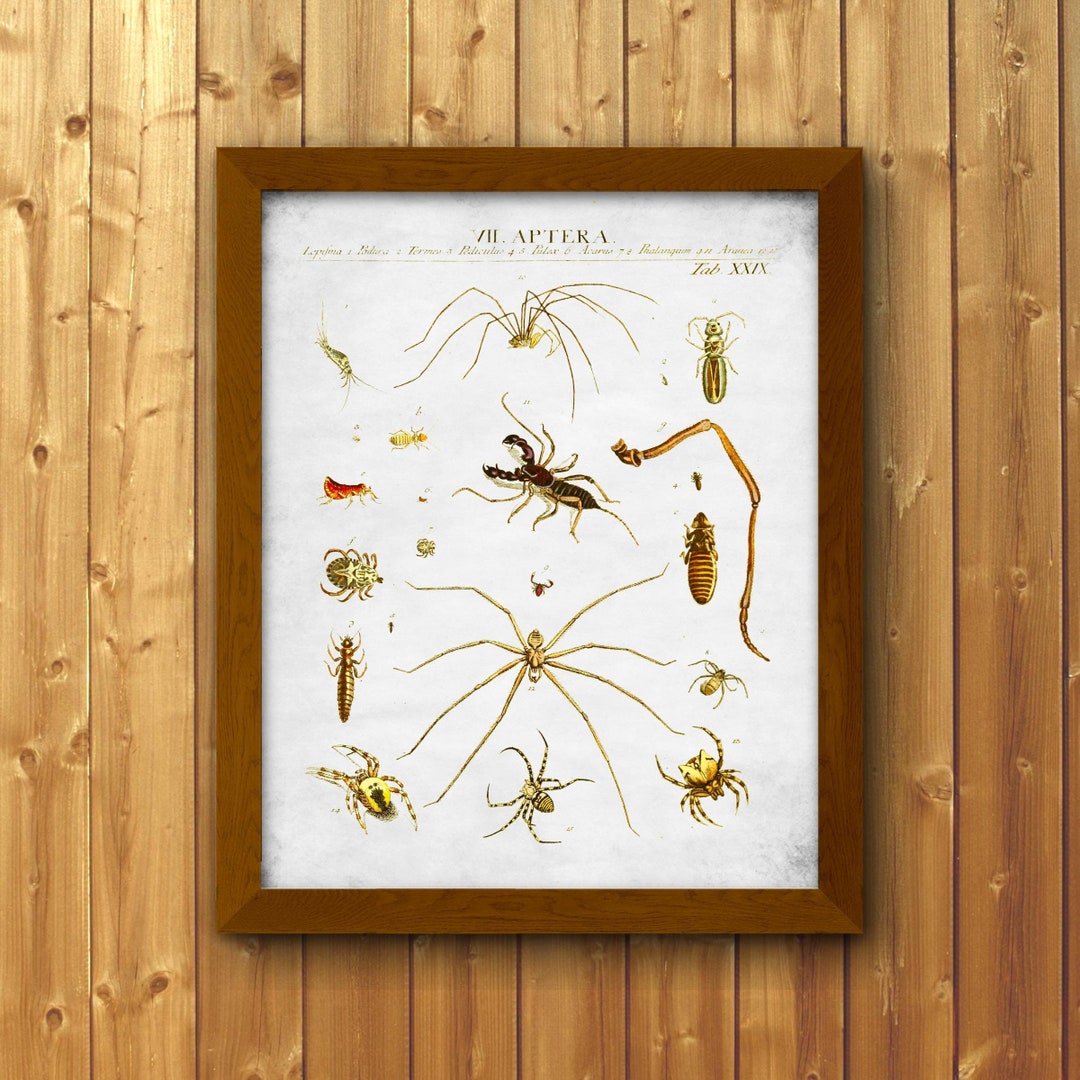 Vintage Biological Insect Illustration, Farmhouse Giclee Wall Art ...