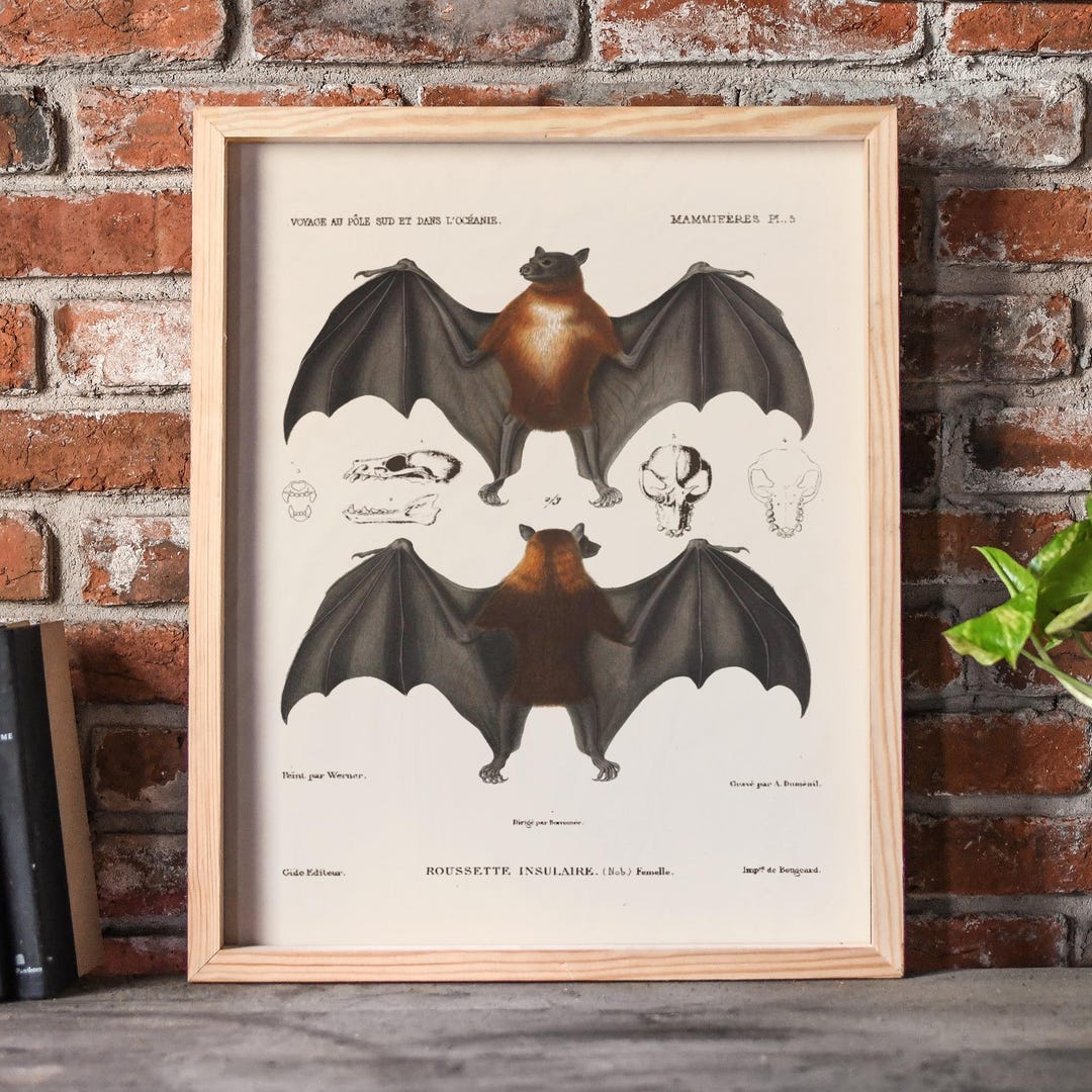 Creepy Vintage Bat Print, 1800s Scientific Animal Illustration Wall Art ...