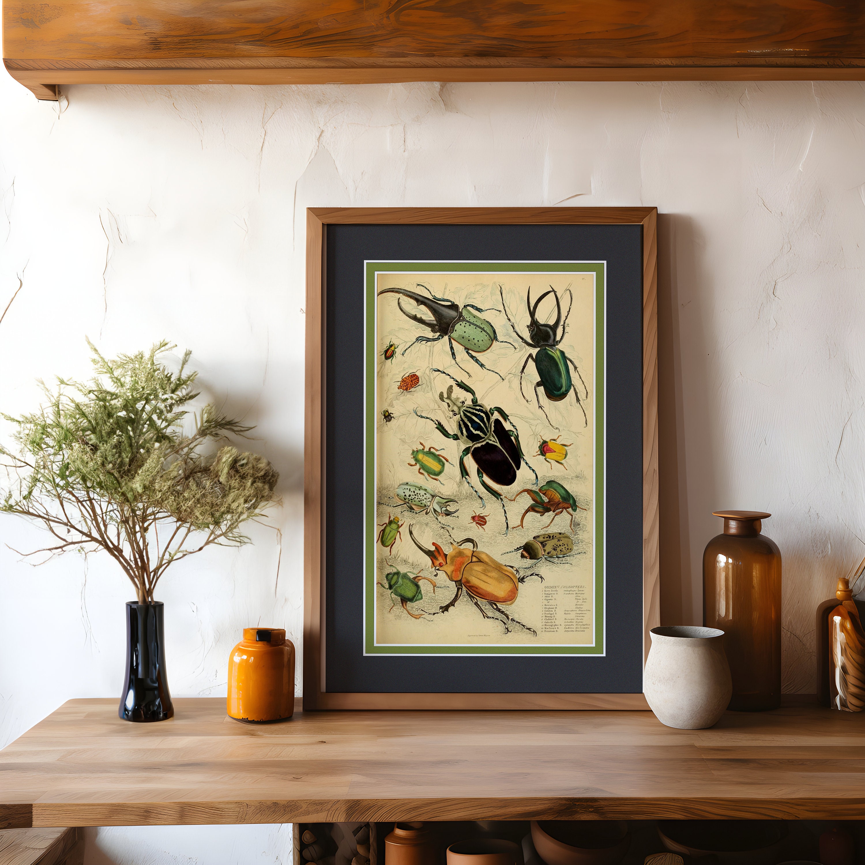 Vintage Biological Insect Illustration, Antique Science Nature Print ...