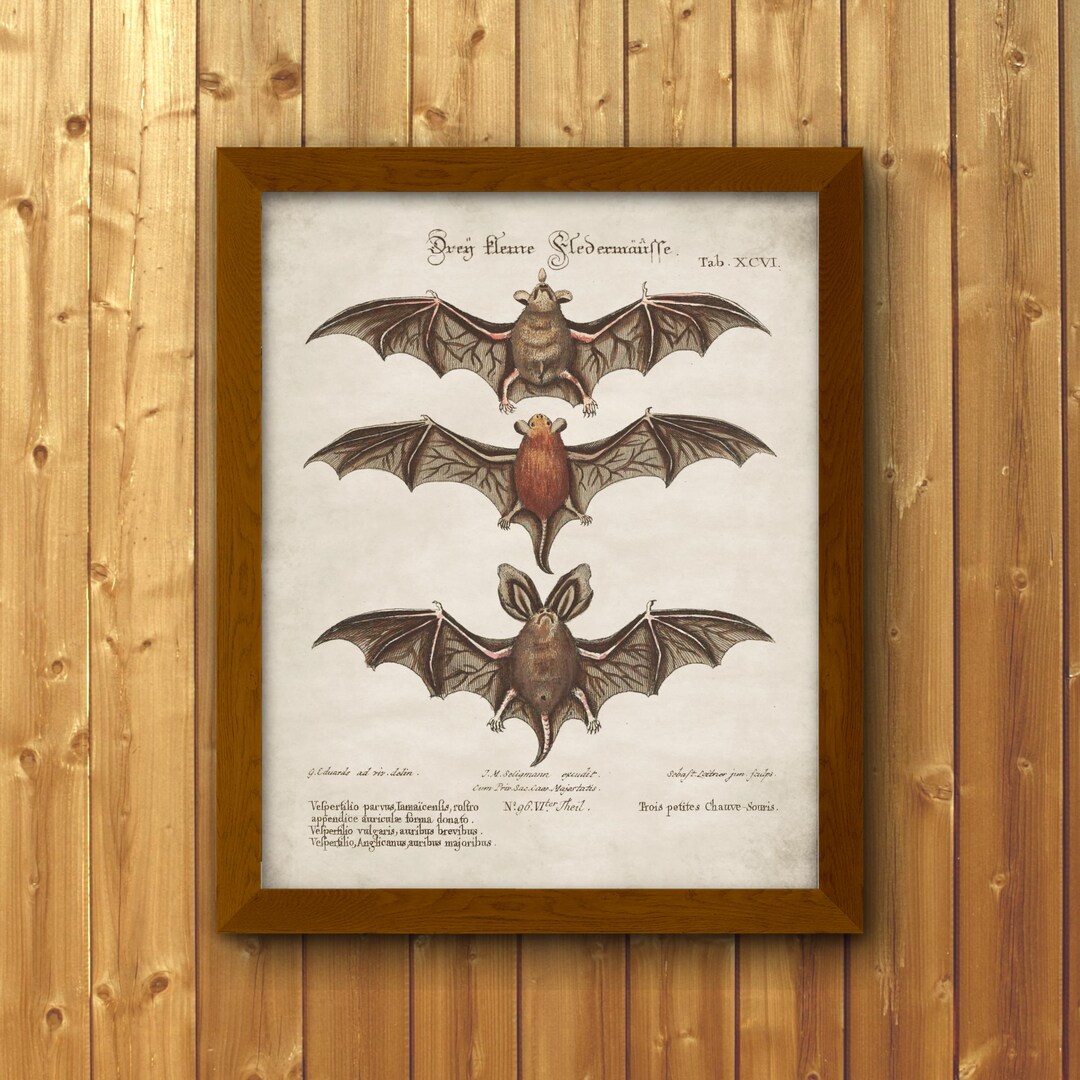 Creepy Vintage Bat Print, 1800s Scientific Animal Illustration Wall Art ...