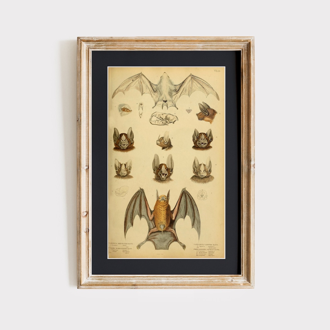 Bat Poster, Vintage Bat Print, Bat Wall Art, Creepy Bat Art, Scary Bat ...