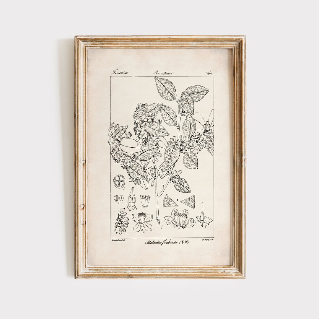 Vintage Botanical Print, Antique Plant Print, Plant Poster, Botanical ...