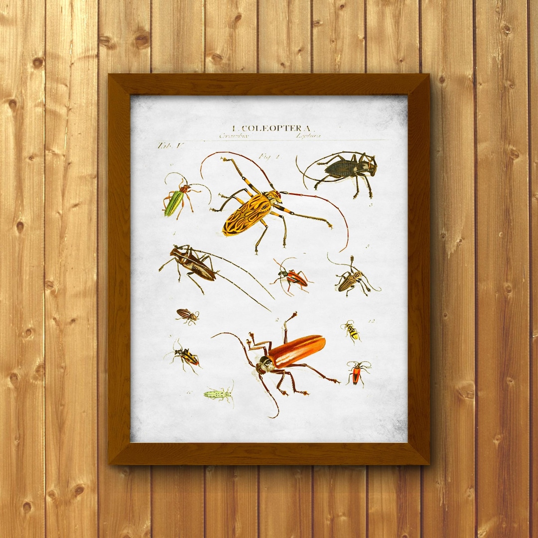 Vintage Biological Insect Illustration, Antique Science Nature Print ...