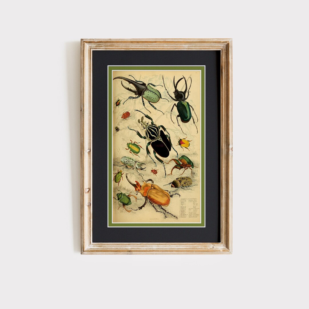Vintage Biological Insect Illustration, Antique Science Nature Print ...