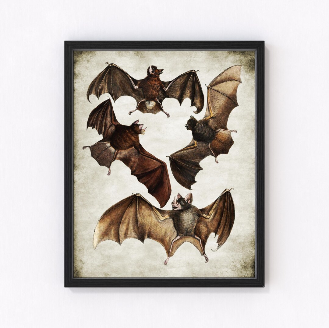 Creepy Vintage Bat Print, 1800s Scientific Animal Illustration Wall Art ...