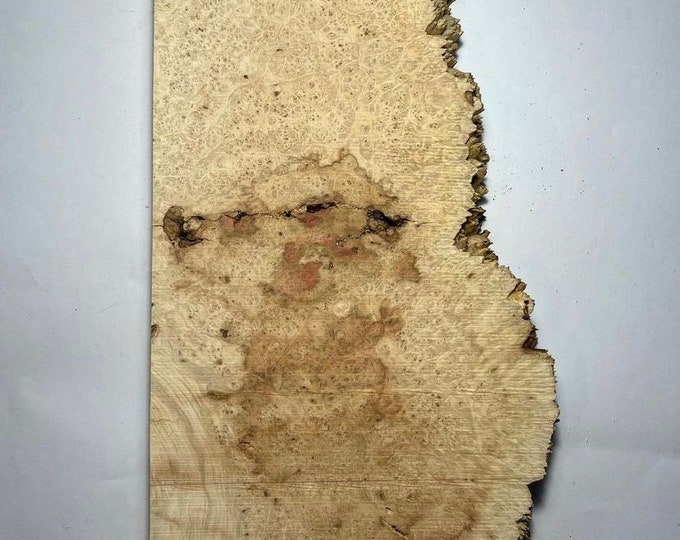16.5”maple Burl Slab. Big Leaf Maple Burl Slab. Live Edge Craft Board ...