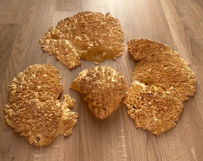 Set of Burl Wood. Burl Wood. Live Edge Wood. Burls Mix. Maple Burls ...