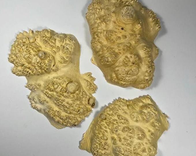 Set of Burl Wood. Burl Wood. Live Edge Wood. Burls Mix. Maple Burls ...