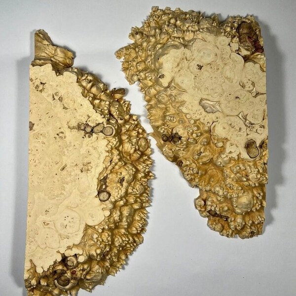 Maple Burl Wood. Big Leaf Maple Burl Slab. Live Edge - Etsy Singapore