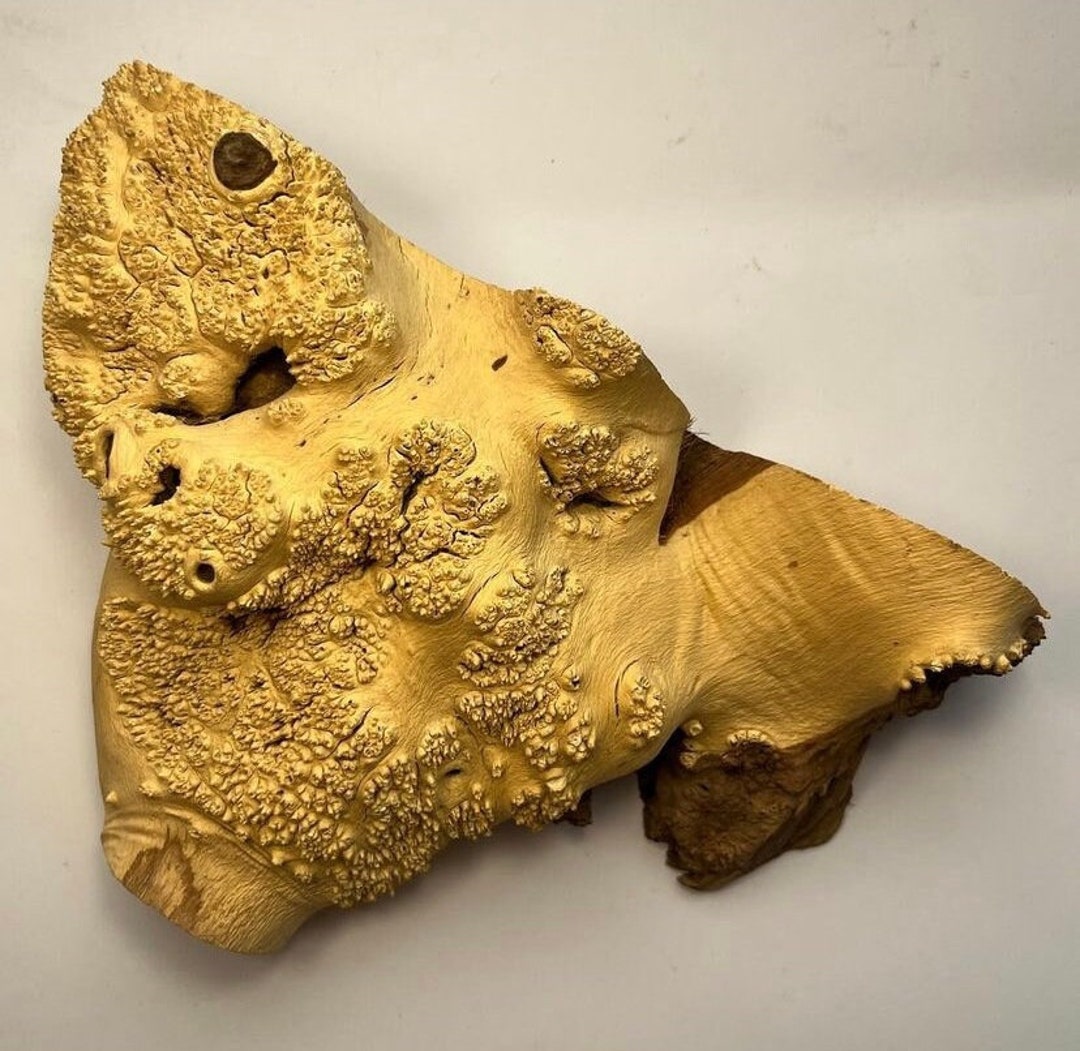 Acacia Burl. Woodworking Burl. Epoxy Craft. Live Edge Wood. Burl Wood ...