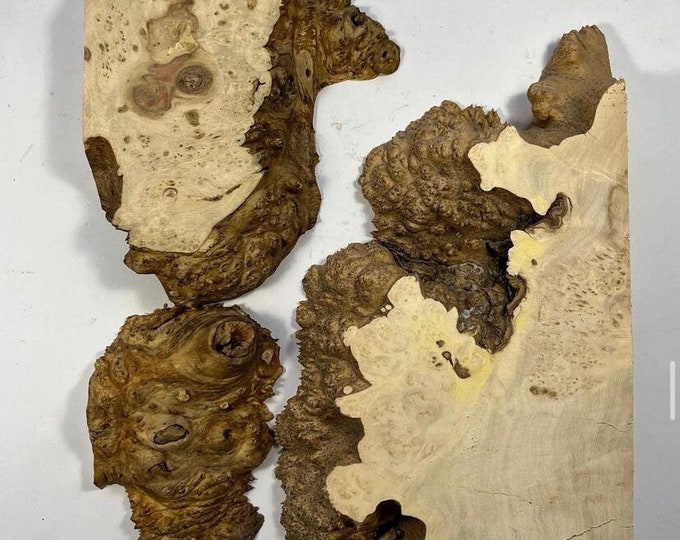 Maple Burl Set. Burl Tree. Burl Pieces. Burl Blanks. Resin Casting ...