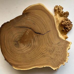 Olive Burl. Woodworking Burl. Epoxy Craft. Live Edge Wood. Burl Wood ...