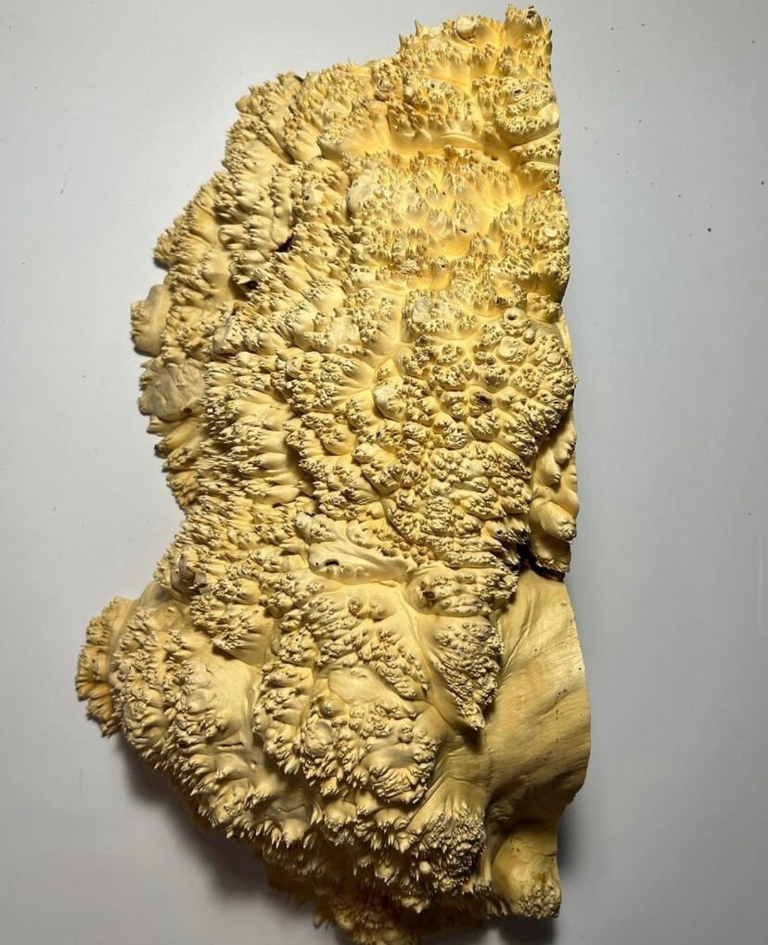 Maple Burl Wood. Maple Slab. Wood Piece. Epoxy. Resin Casting. Birds ...