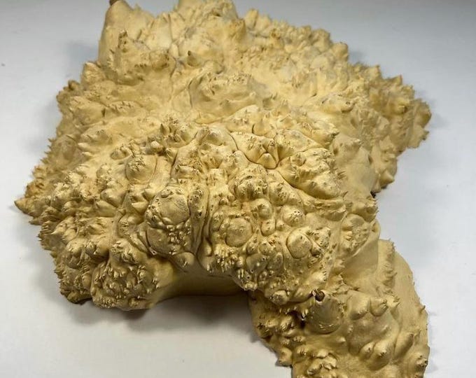 Maple Burl Wood. Big Leaf Maple Burl Resin Slab. Live Edge Wood. Burl ...