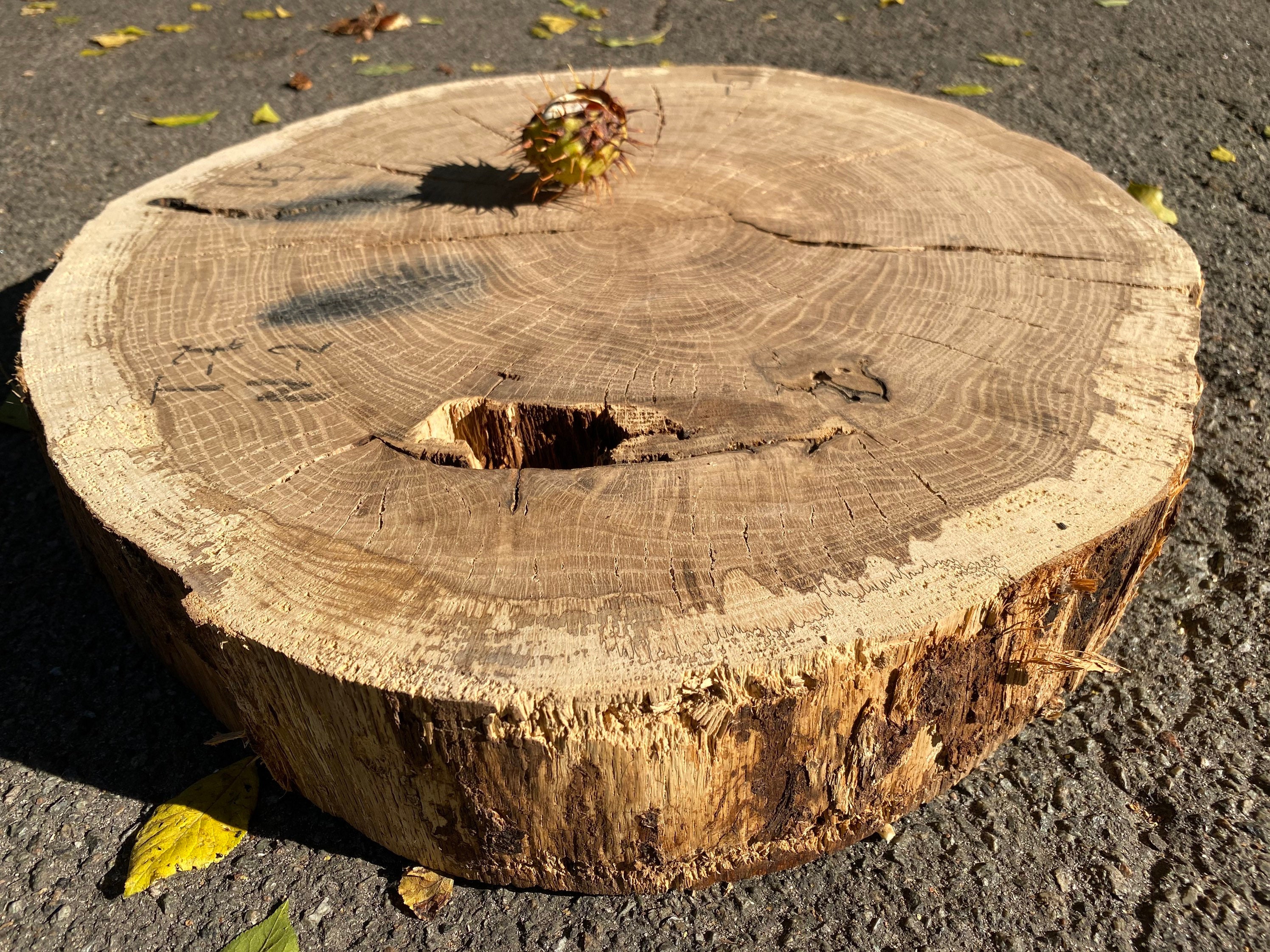 Oak wood slice. Wood slab. Resin projects. Raw wood slab. Live | Etsy