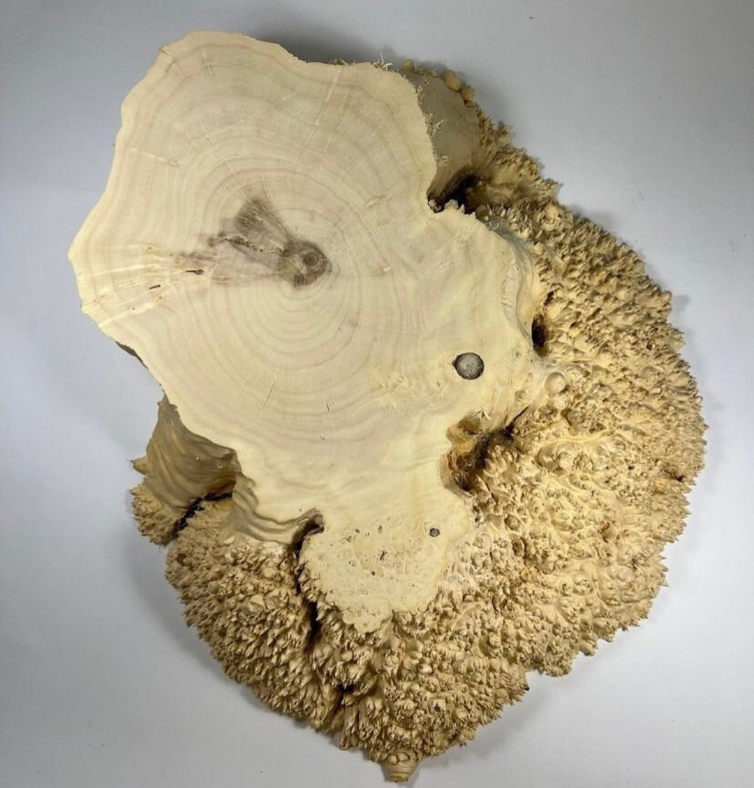 Maple Burl Wood 17. California Maple Burl. Resin Slab. Live Edge Wood ...