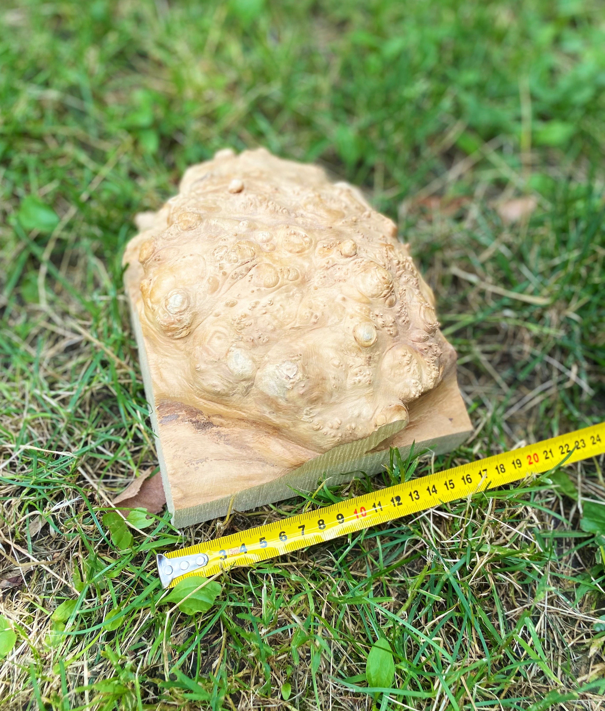 Maple burl. Tree burl. Burl wood. Burl slab Slab maple wood. | Etsy