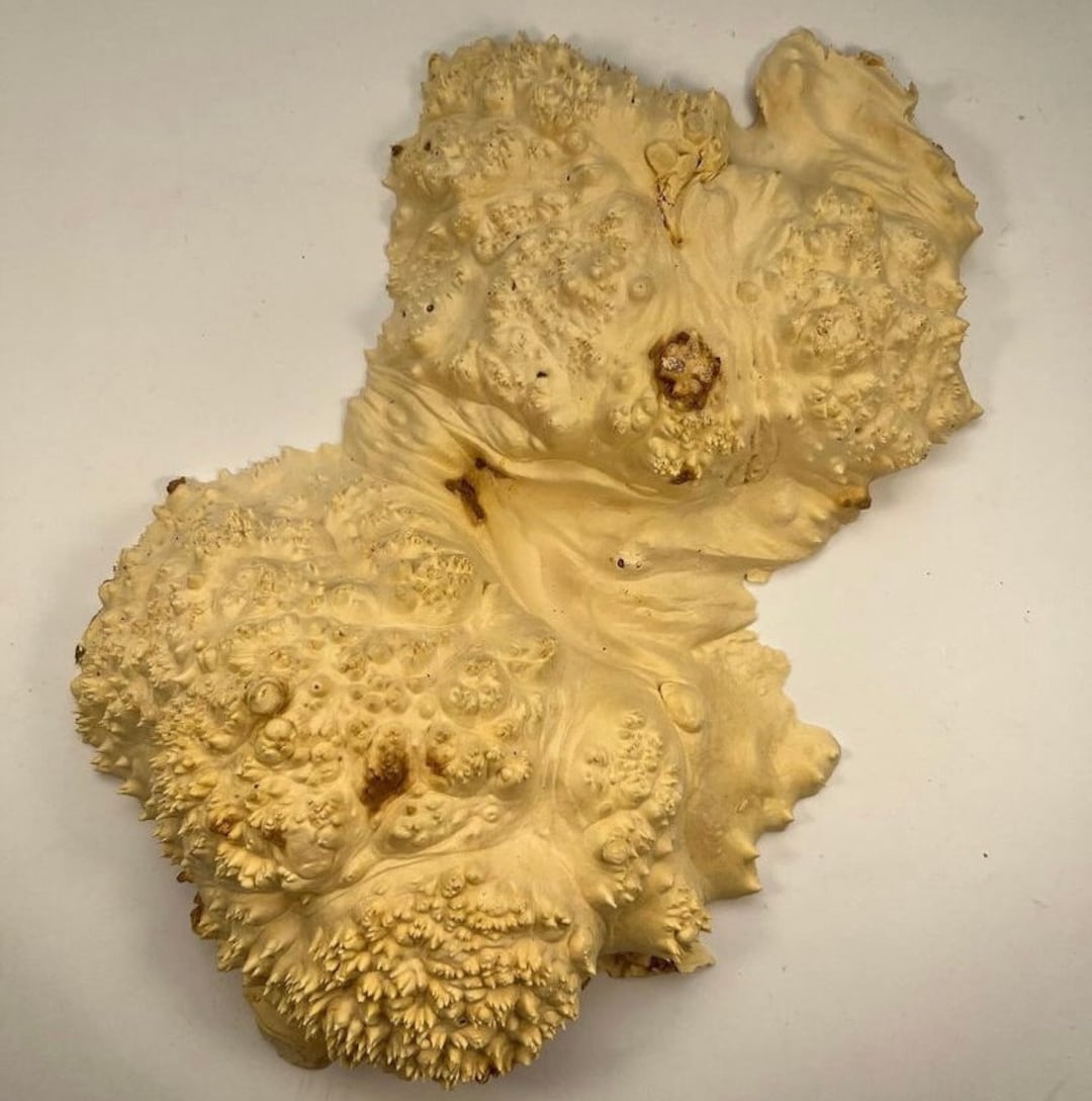 Maple Burl Wood. Maple Slab. Wood Piece. Epoxy. Resin Casting. Birds ...