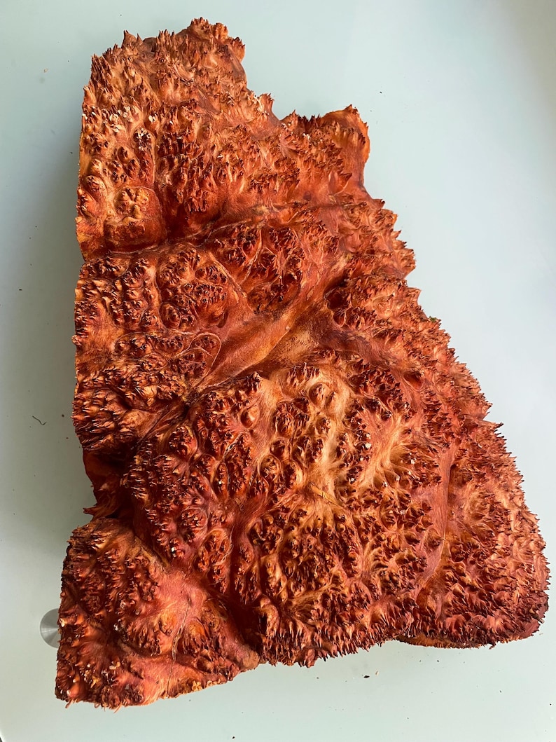 Dried Alder Burl Wood Slab: Live Edge Resin Art - Etsy