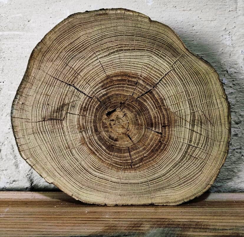 Round Wood Slab. Coaster. Wood Slab. Live Edge Wood Slab. - Etsy