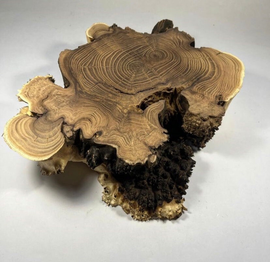 Olive Burl Wood. Burl Slab. Live Edge. Brown Rustic Wood. Wood - Etsy