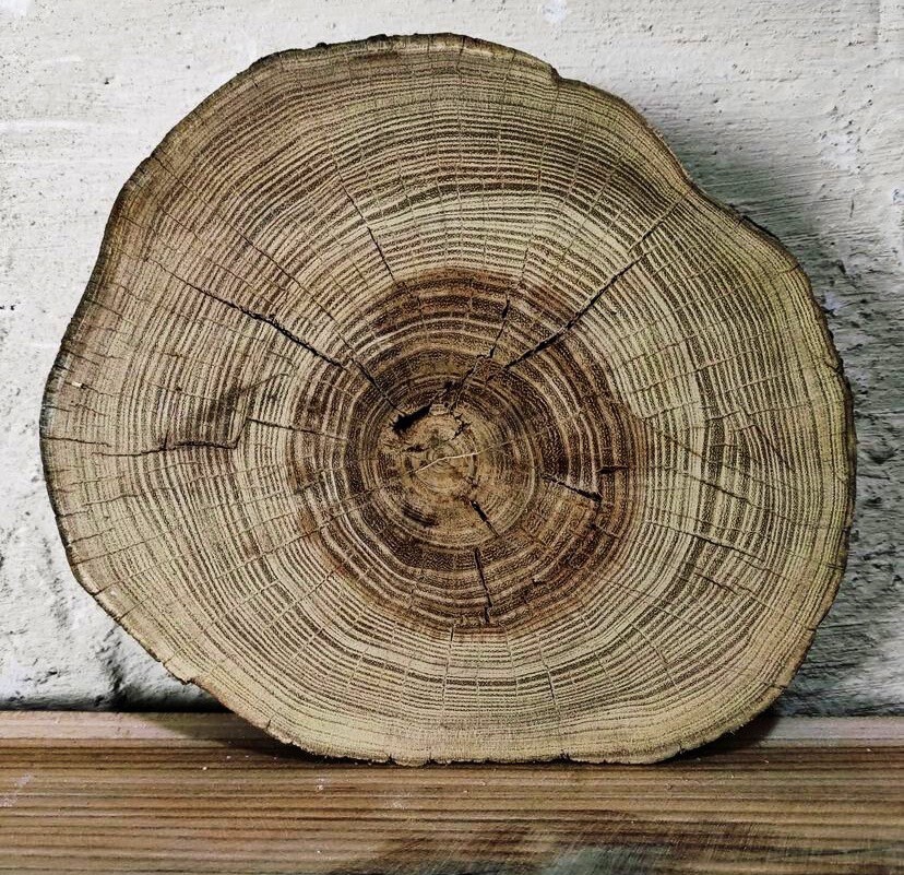 Round Wood Slab. Coaster. Wood Slab. Live Edge Wood Slab. - Etsy