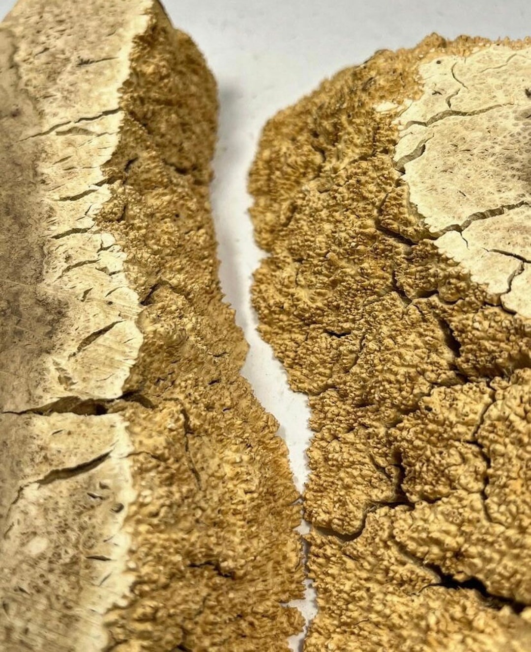 Set of Burl Wood. Burl Wood. DIY Crafts. Dried Burl Slabs. - Etsy