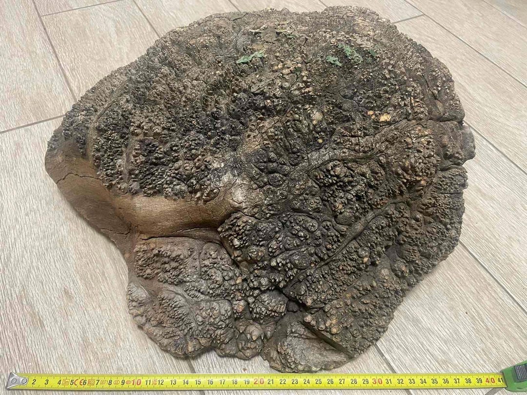 Maple Burl. Extra Large. Burl Wood Piece. Burl. Maple Wood. Burl Slice ...