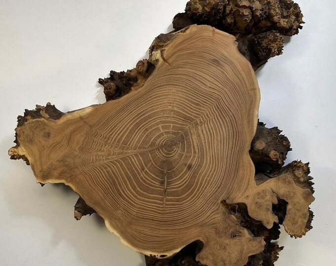 Olive Burl. Woodworking Burl. Epoxy Craft. Live Edge Wood. Burl Wood ...