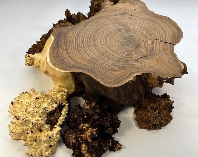 Olive Burl Wood. Burl Slab. Live Edge. Brown Rustic Wood. Wood Slab ...