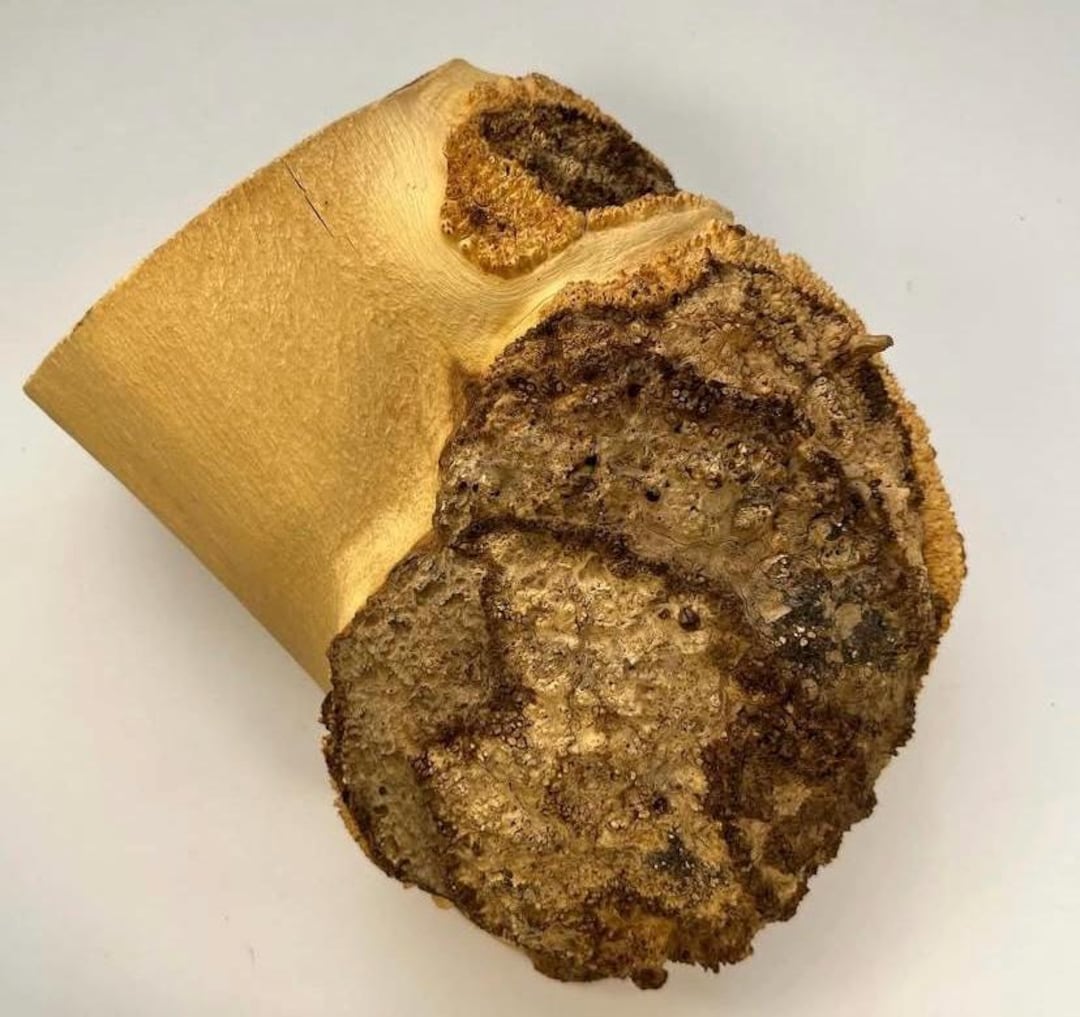 Acacia Burl. Woodworking Burl. Epoxy Craft. Live Edge Wood. Burl Wood ...