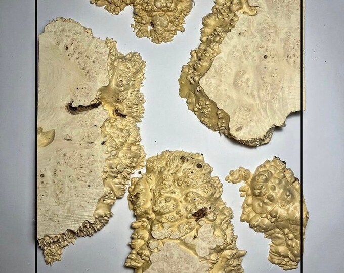 Maple Burl Wood. Big Leaf Maple Burl Resin Slab. Live Edge Wood. Burl ...