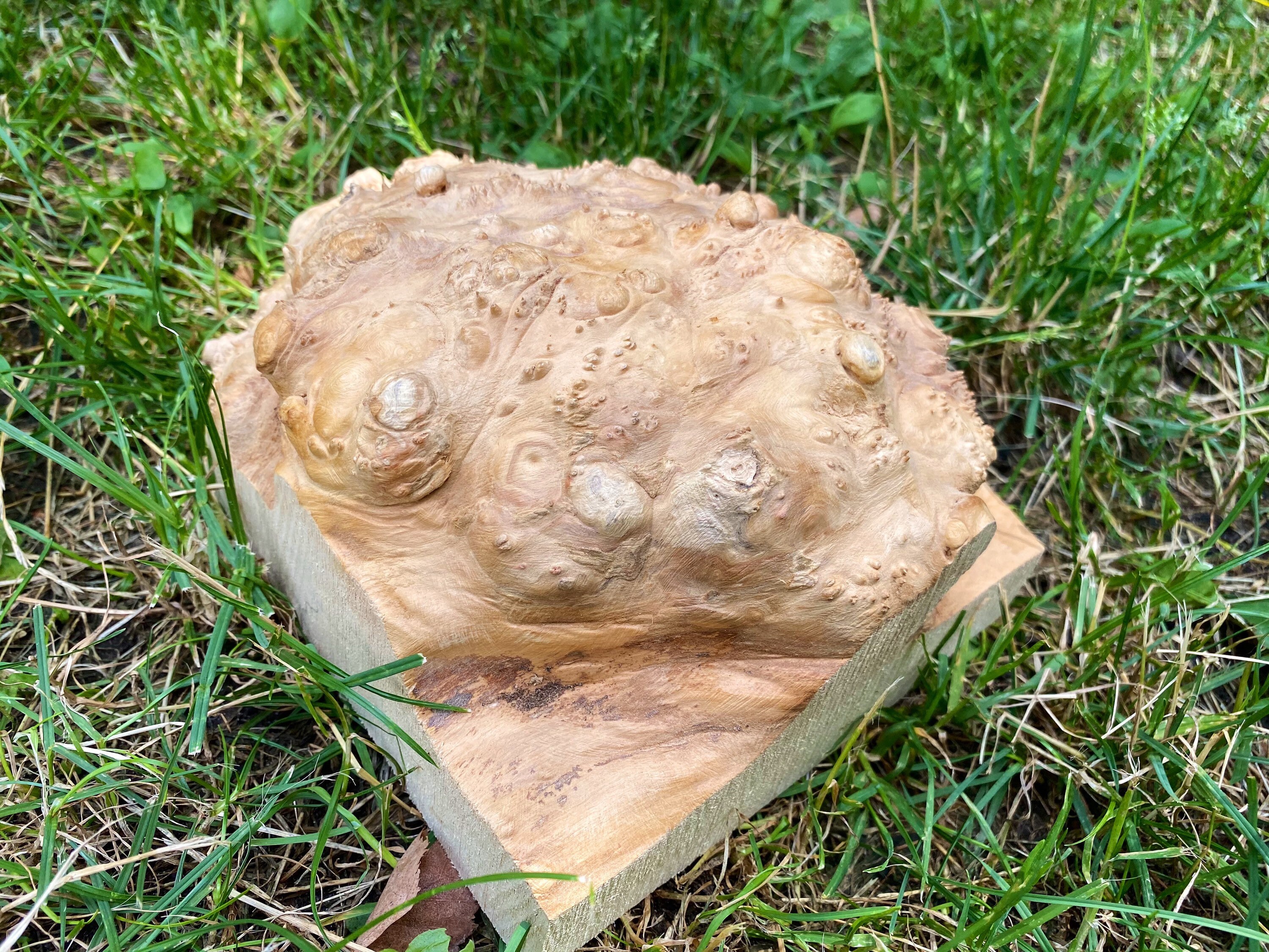 Maple burl. Tree burl. Burl wood. Burl slab Slab maple wood. | Etsy