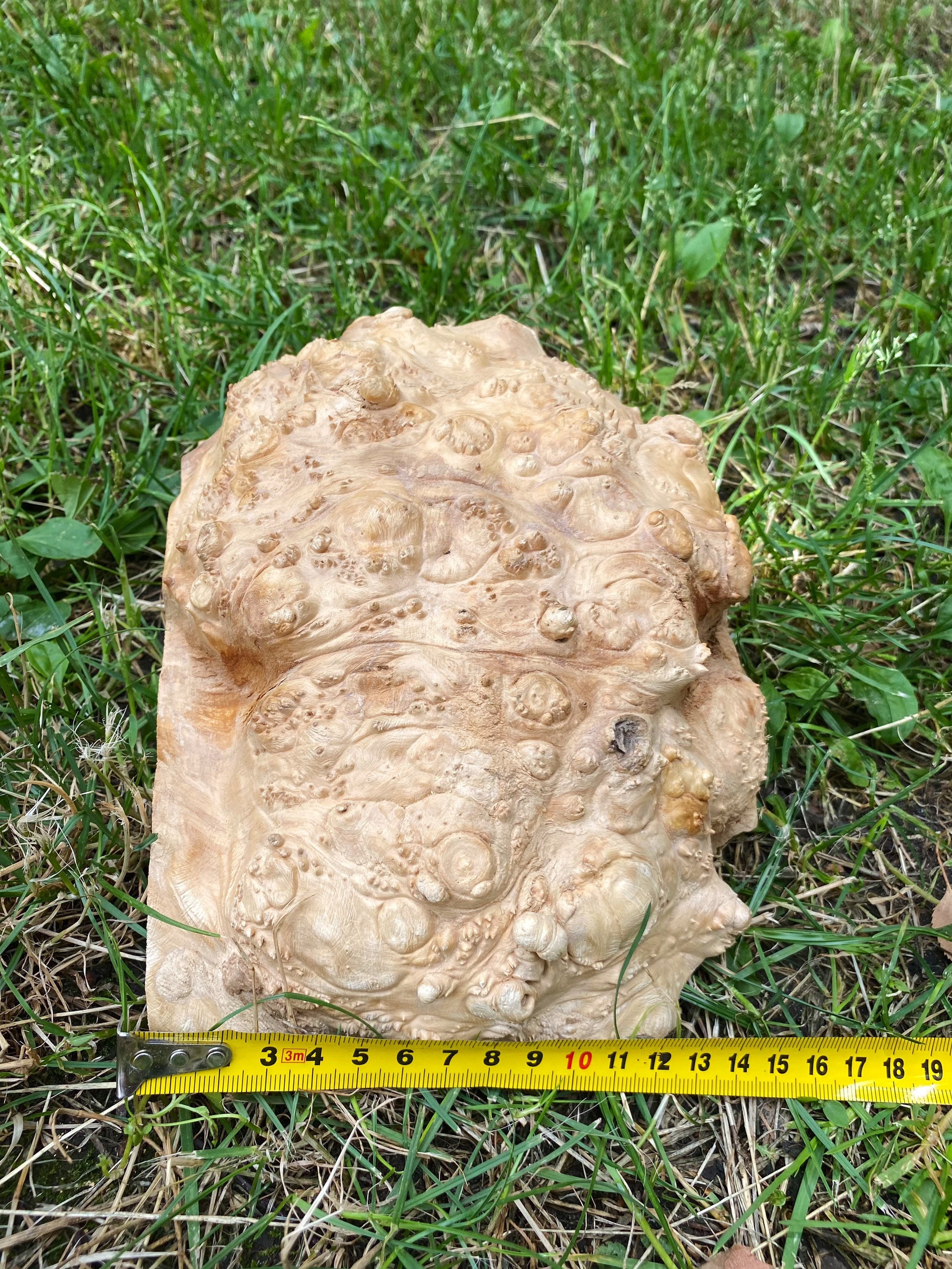 Maple burl. Tree burl. Burl wood. Burl slab Slab maple wood. | Etsy