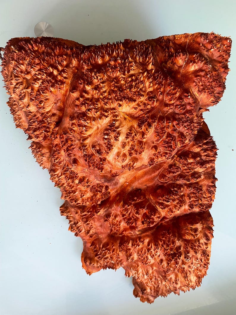Dried Alder Burl Wood Slab: Live Edge Resin Art - Etsy