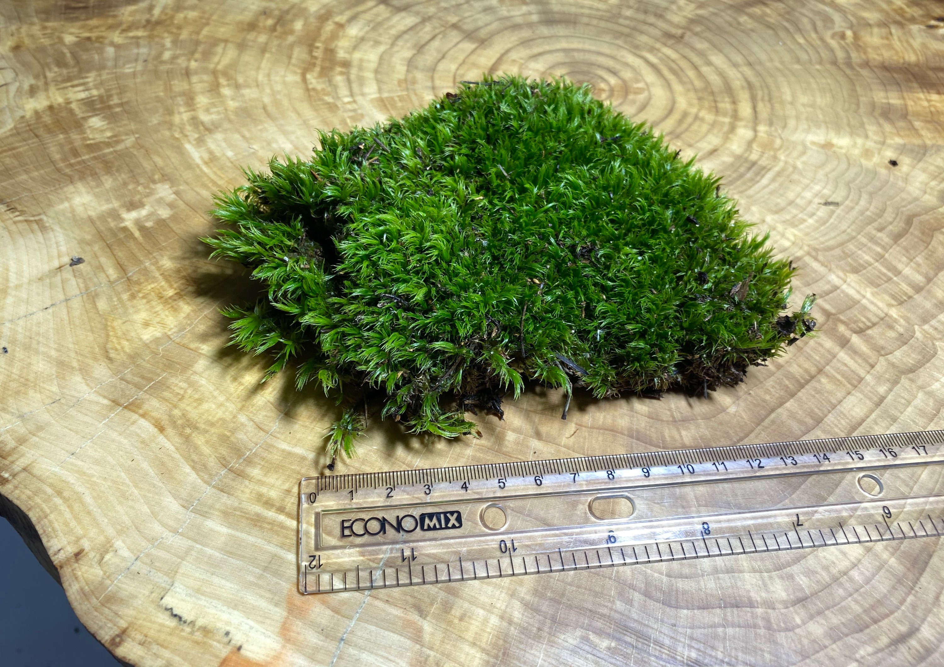 Moss Sphagnum Moss For Terrariums Wild Green Moss Terrarium Etsy